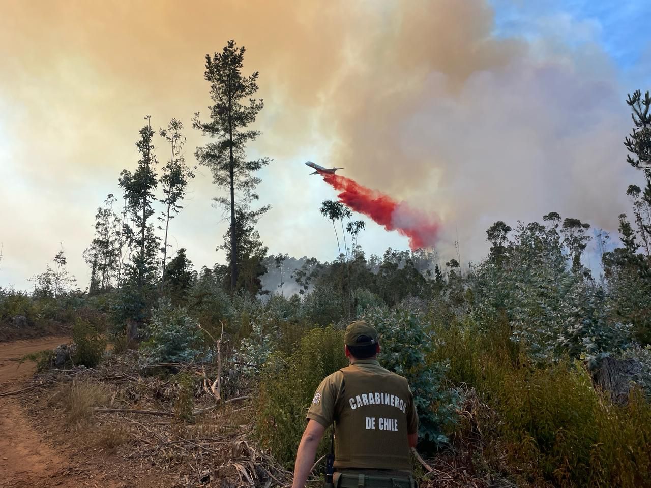 Incendio forestal en sector Punta de Parra de Tomé: trabajan ...