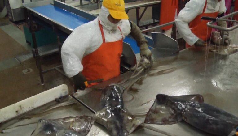 Senadores del Biobío presentaron proyecto para reactivar captura ...